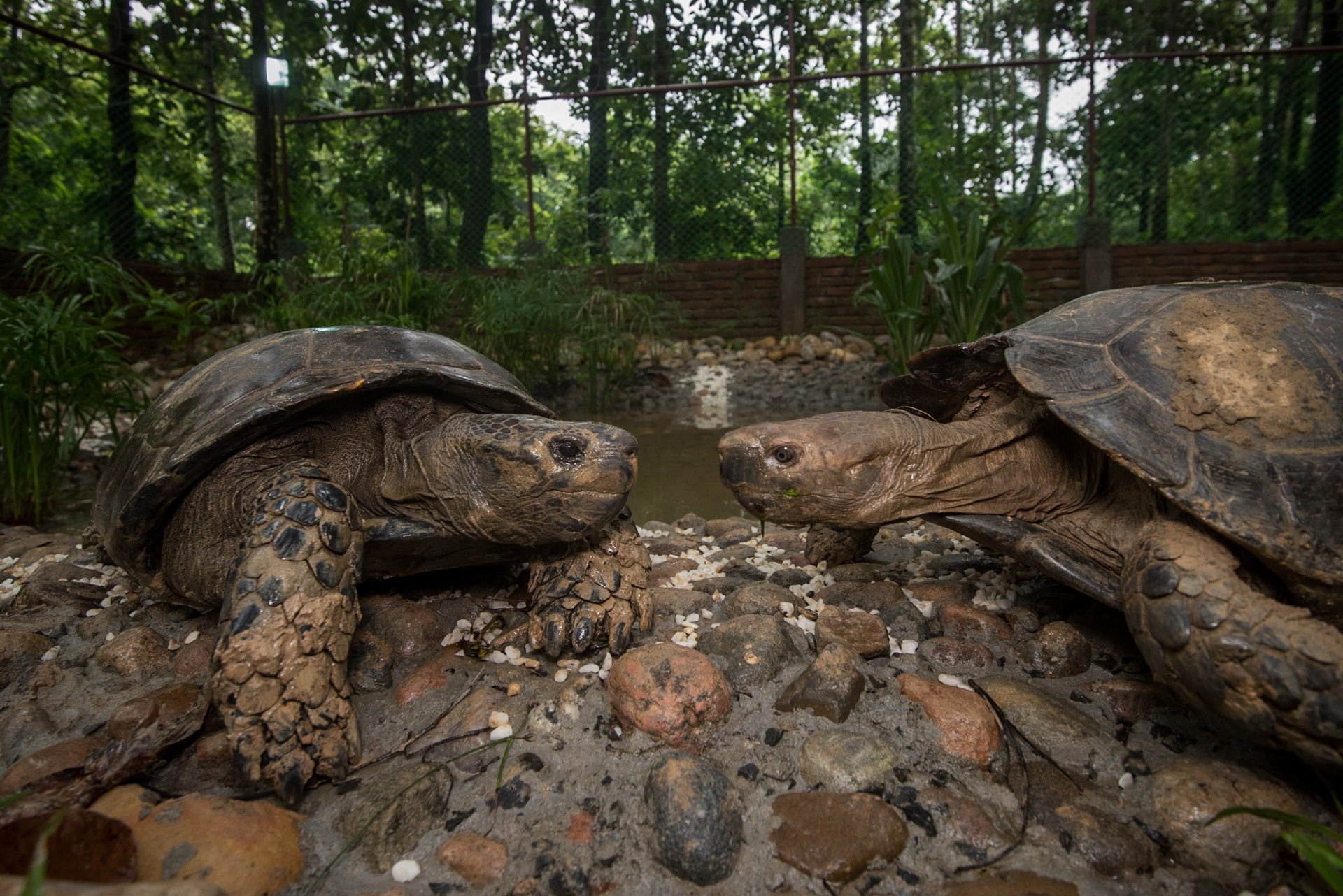 Releasing Asian Giant Tortoises - Future For Nature