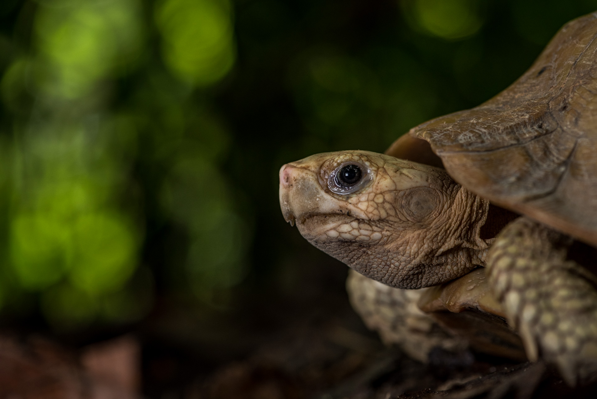 Shahriar Caesar Rahman - Future For Nature