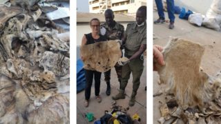 181 Major Wildlife Traffickers Arrested in 2018 – Update about Ofir ...