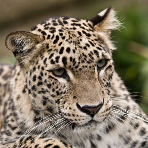 Award Winners - Future For Nature