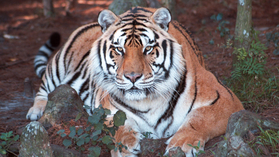 Samia Saif - Future For Nature