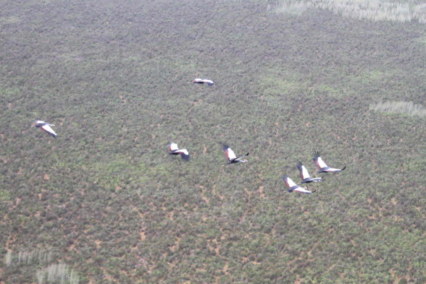 An Extraordinary Year for Rwanda Wildlife Conservation Association ...