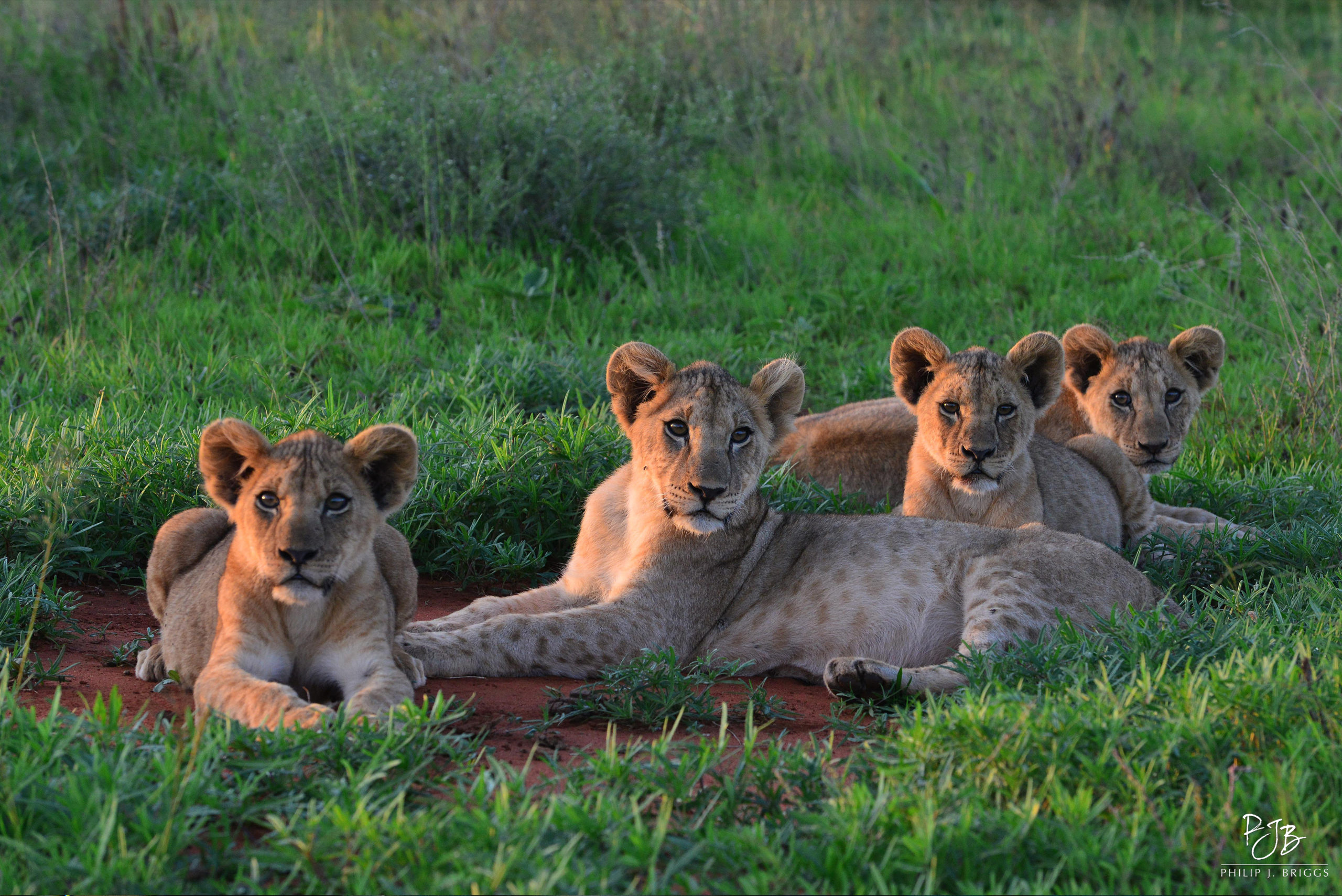 Lion Guardians Making Strides - Future For Nature