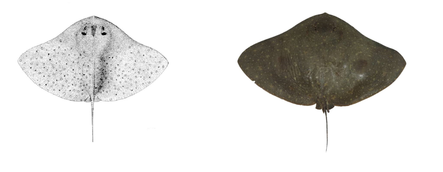 The Rediscovery of a Ray - Future For Nature