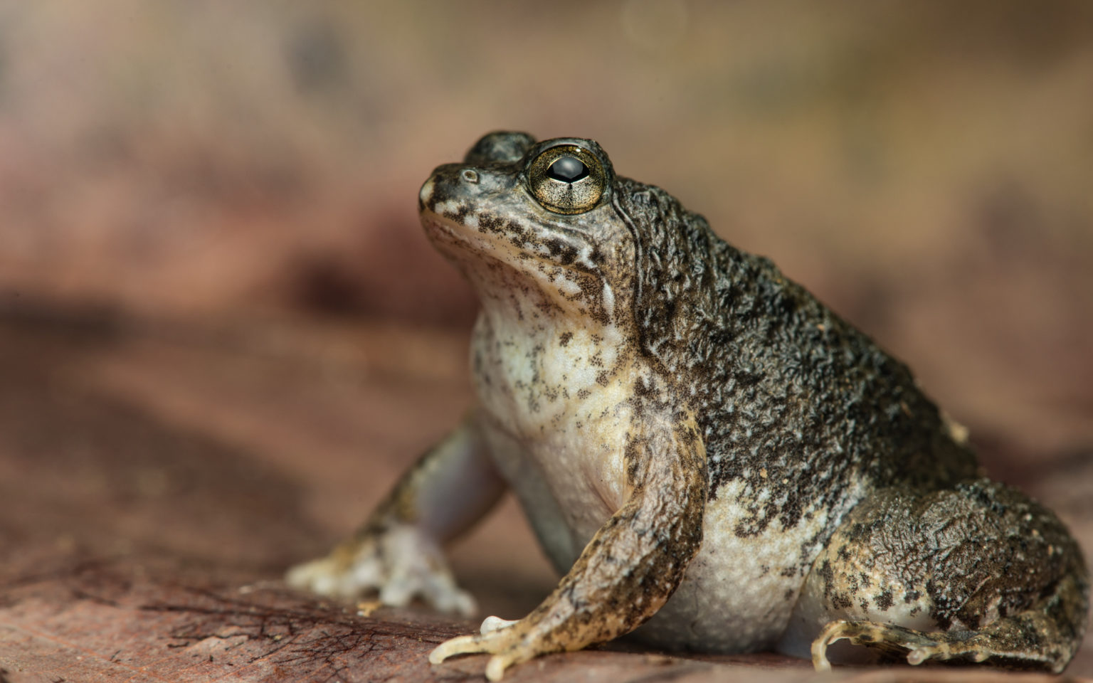 New species of puddle frog discovered - Future For Nature