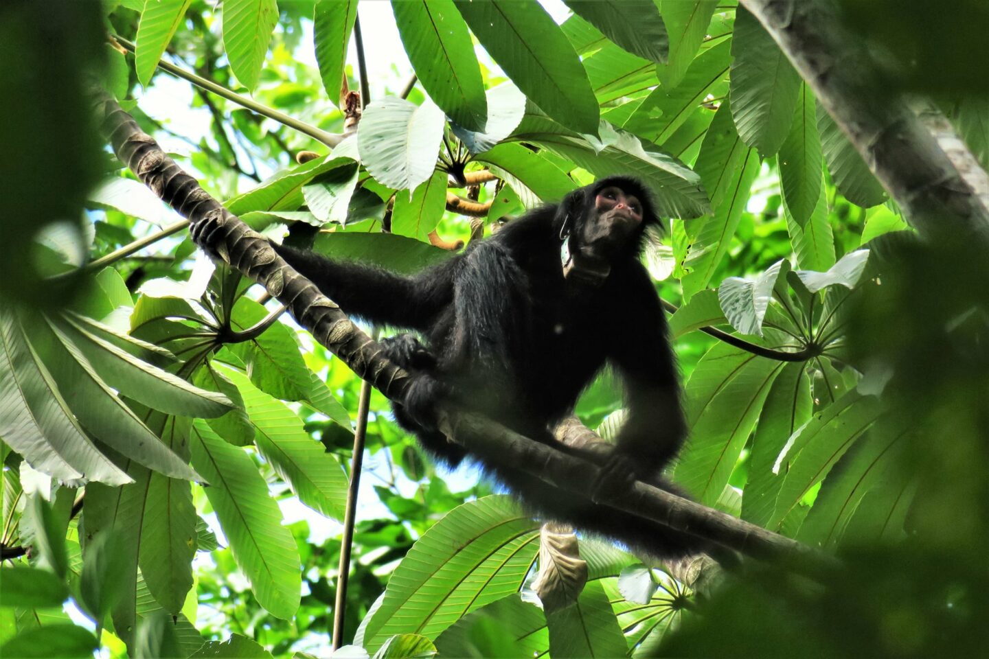 Spider monkeys back to freedom in the canopy - Future For Nature