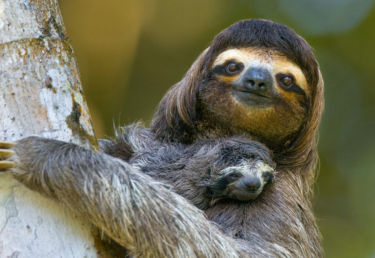 Rebecca Cliffe - Future For Nature