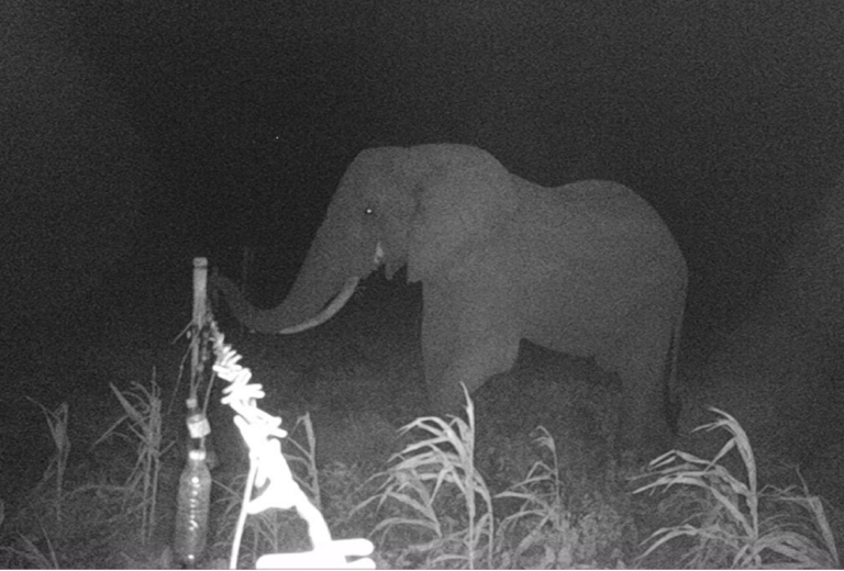 Effectively Protecting Elephants - Future For Nature