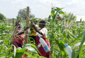 Effectively Protecting Elephants - Future For Nature