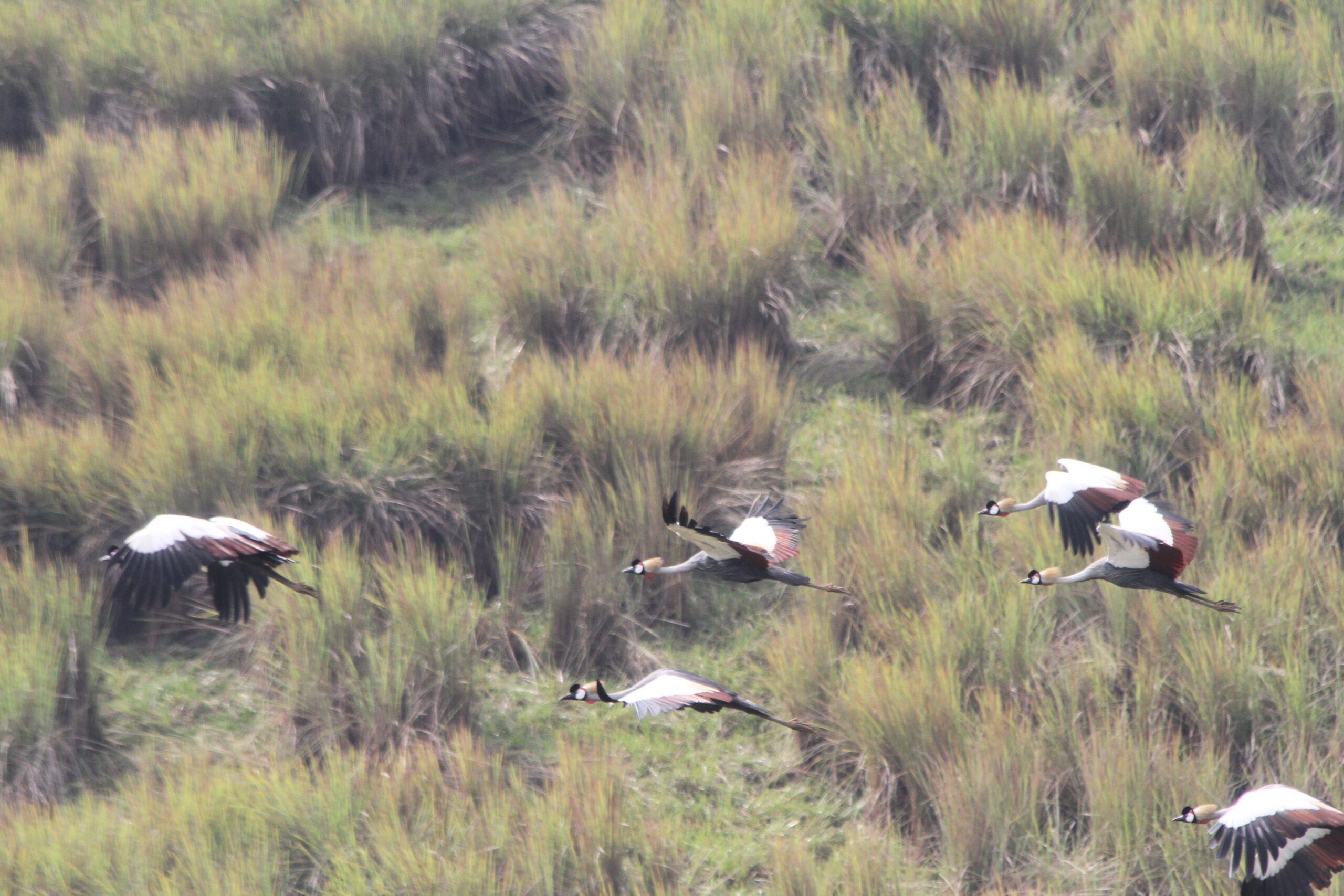 Another year of wildlife conservation in Rwanda - Future For Nature