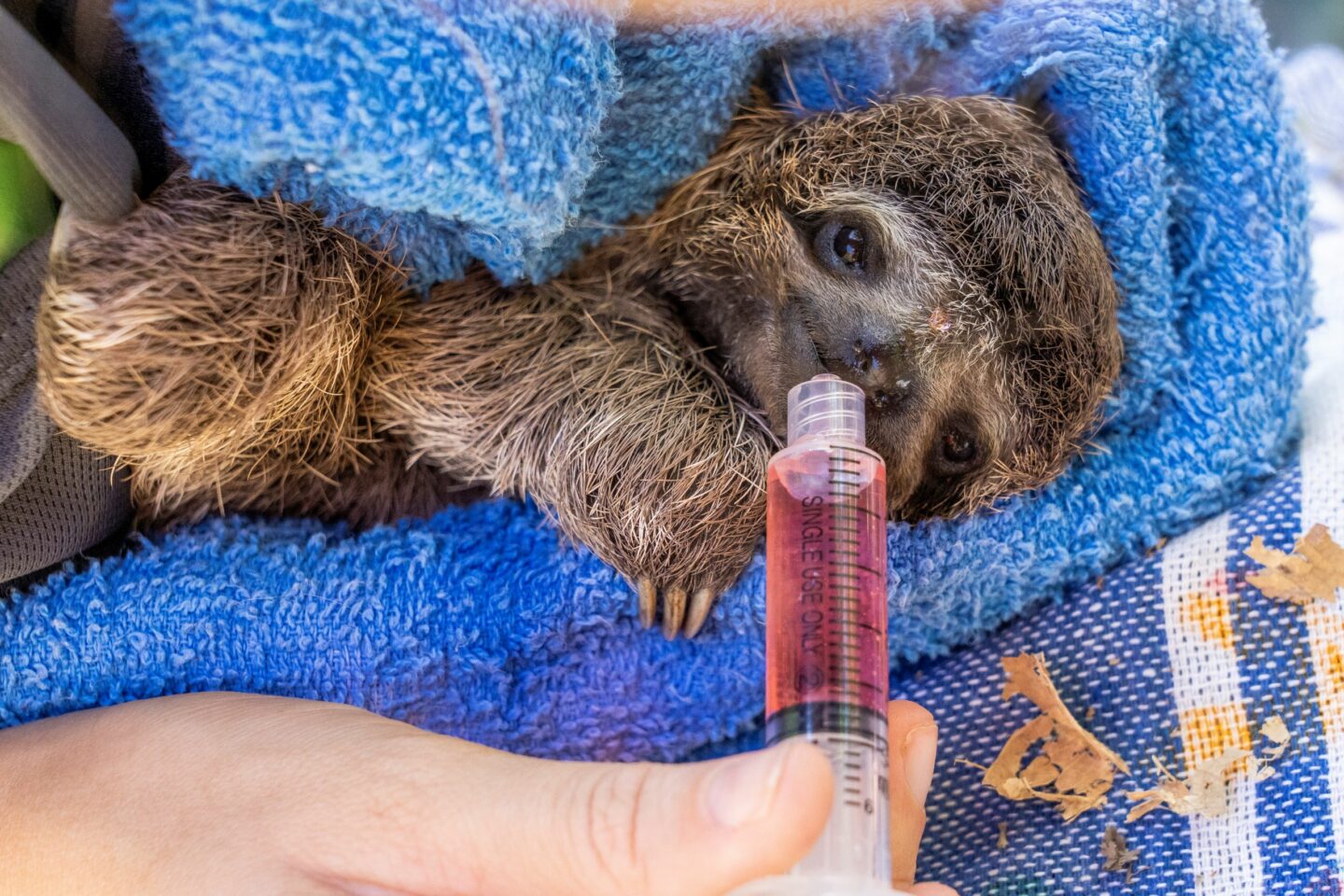 A look inside the sloth life - Future For Nature