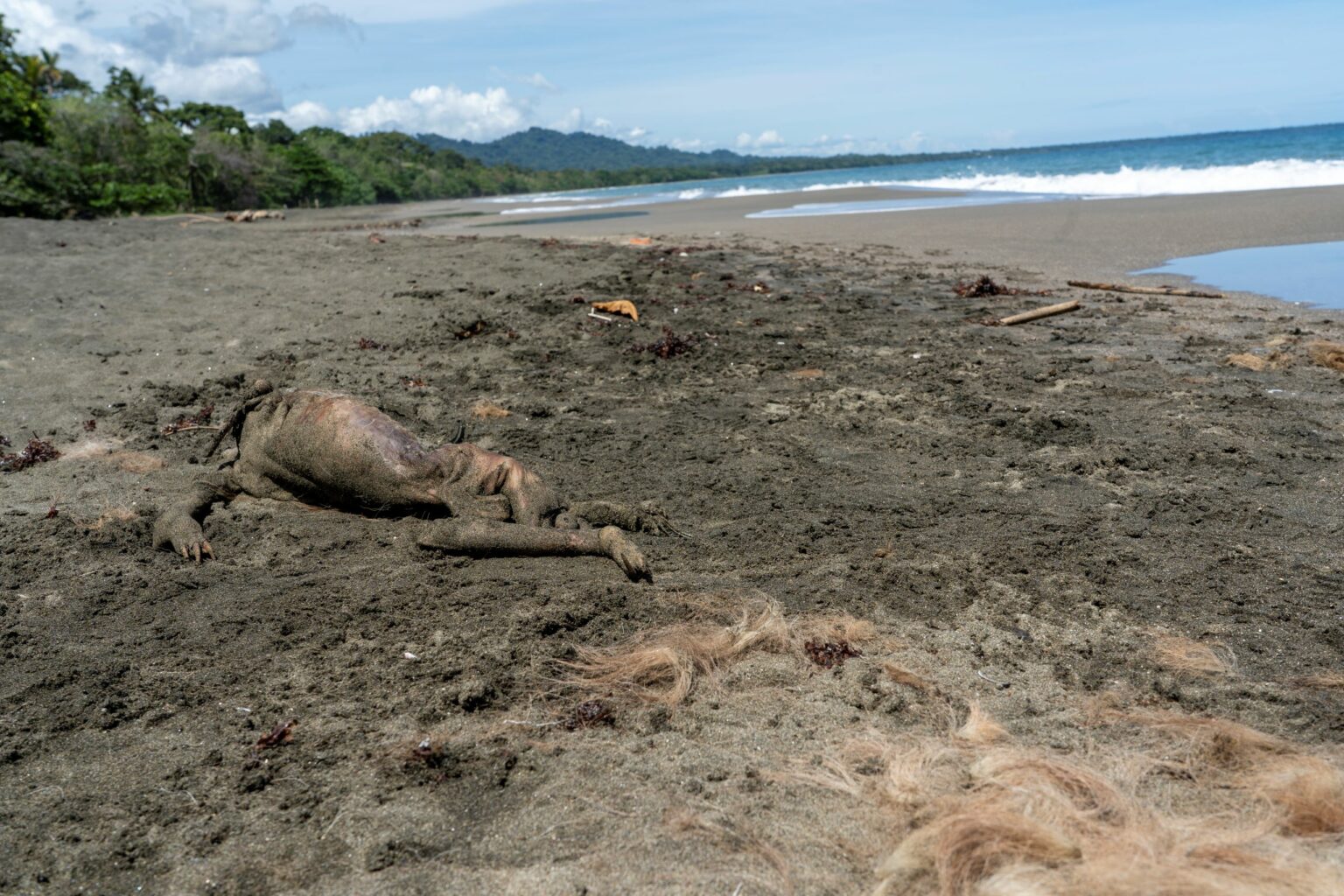 A look inside the sloth life - Future For Nature