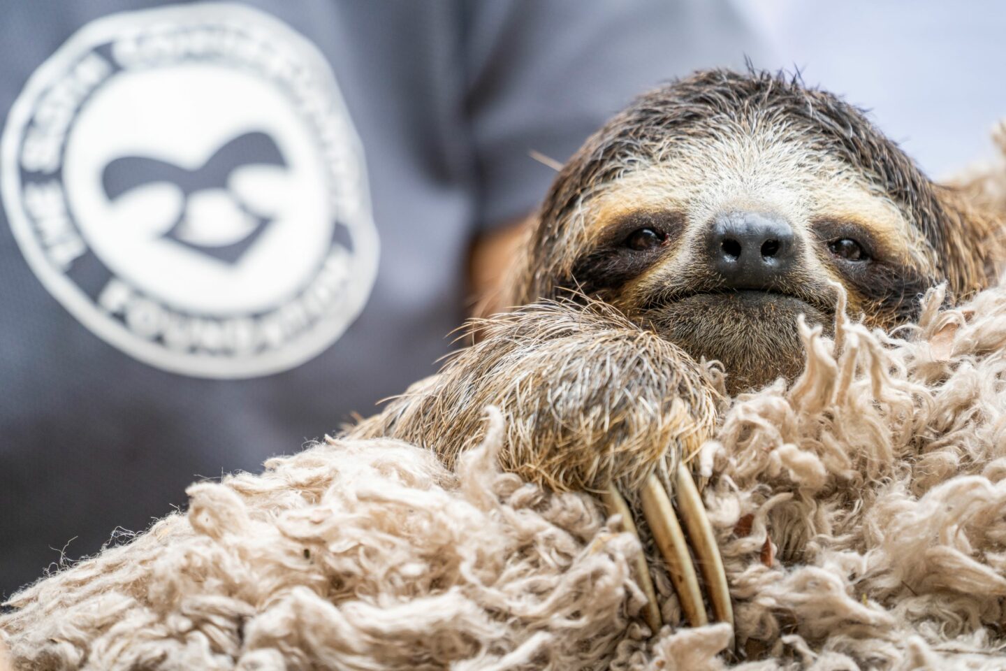 A look inside the sloth life - Future For Nature