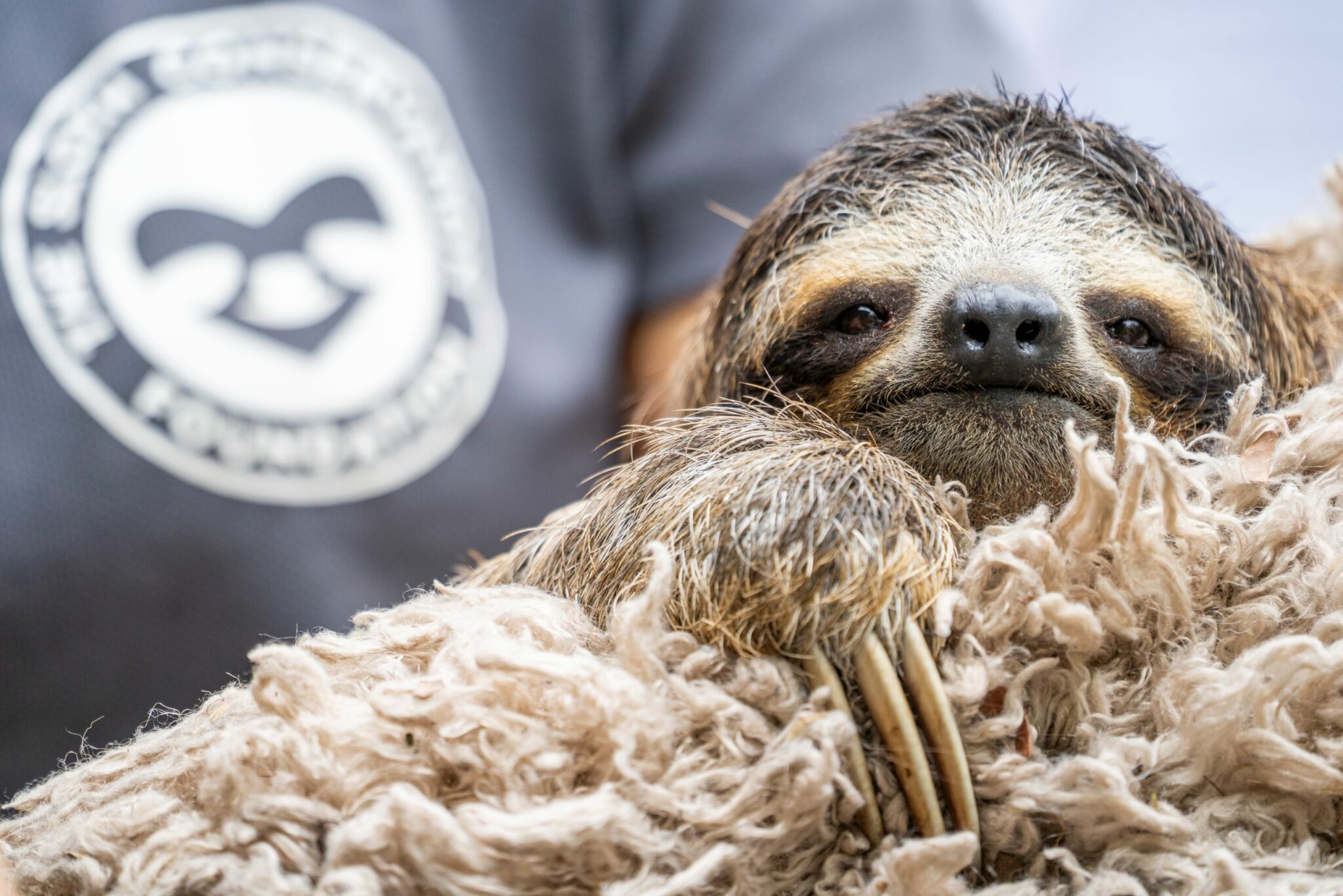 A look inside the sloth life - Future For Nature