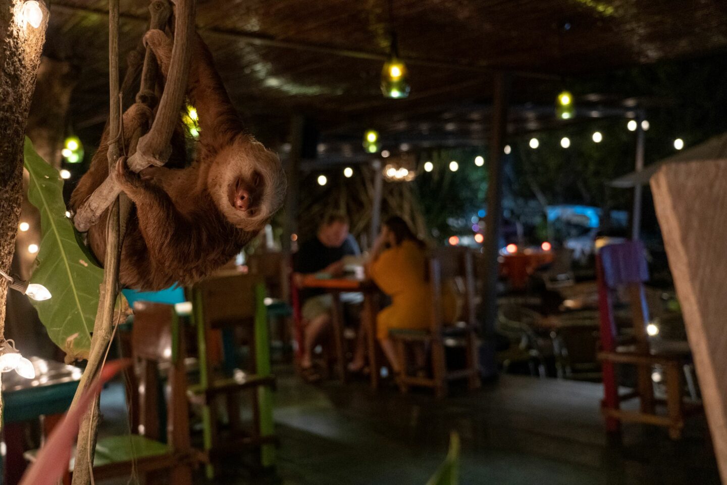 A look inside the sloth life - Future For Nature