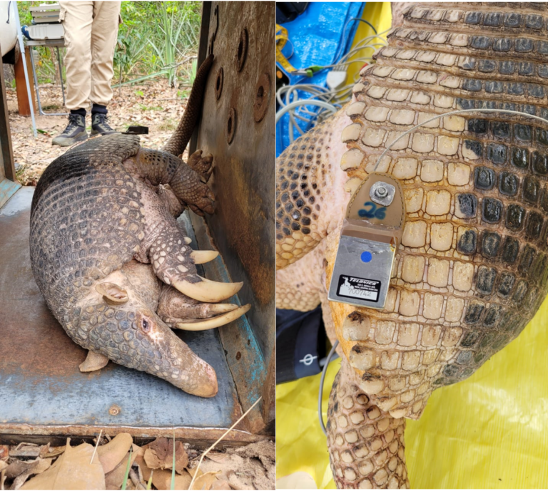Giant Armadillos with Tiny trackers: GPS technology in conservation efforts - Future For Nature