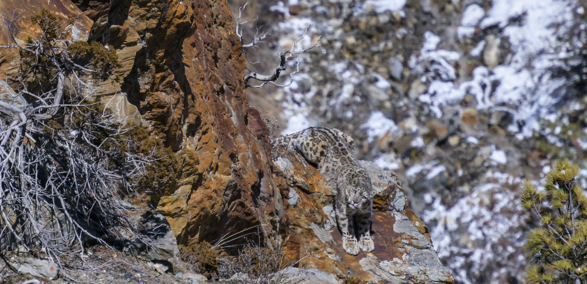 Rinzin Phunjok Lama - Future For Nature