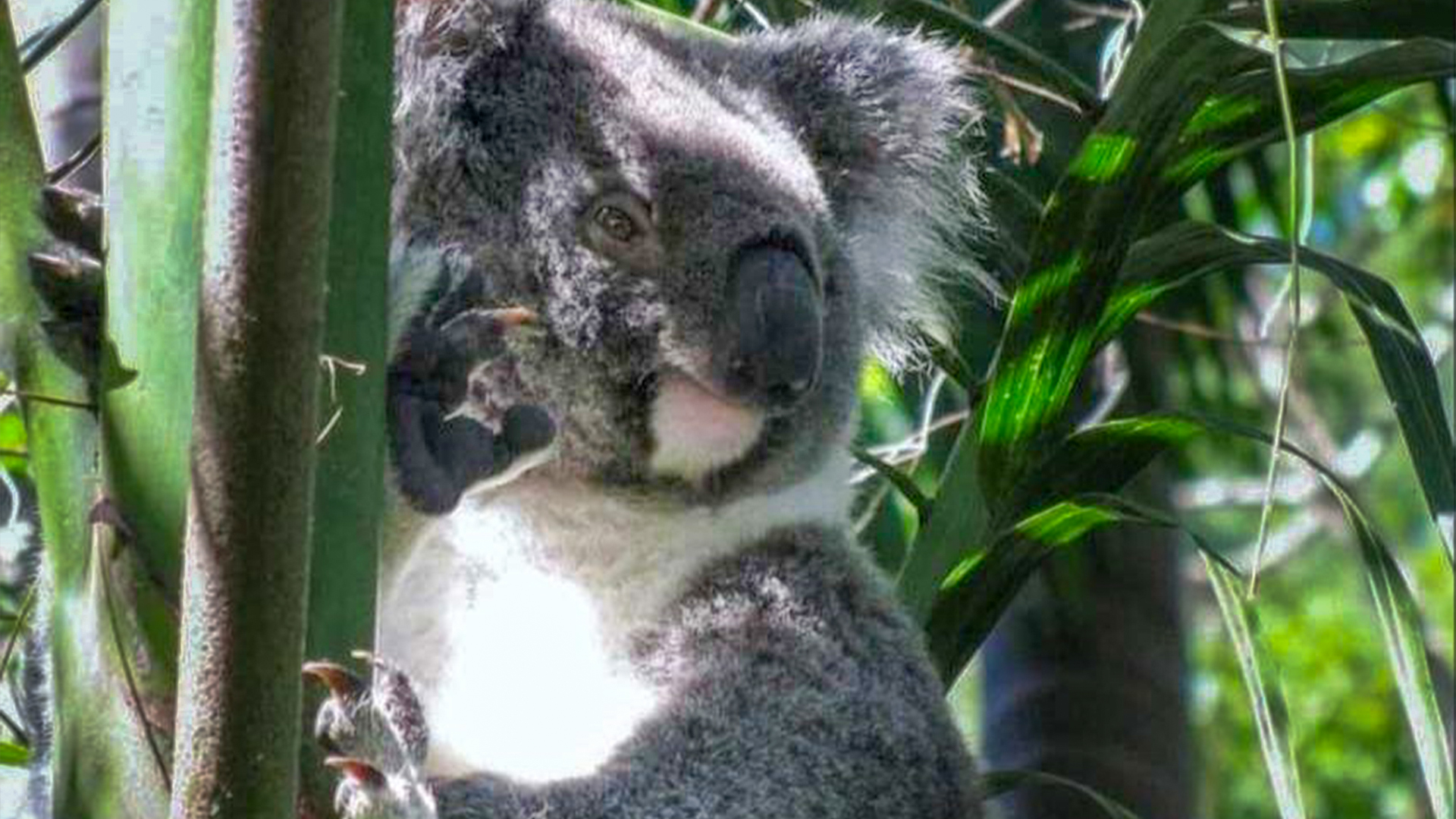 Koalas, Community & Conservation