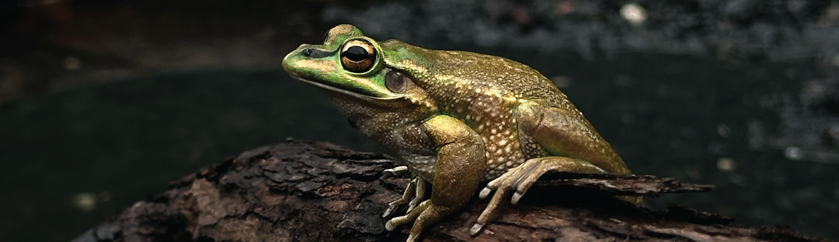 Anthony Waddle - Future For Nature