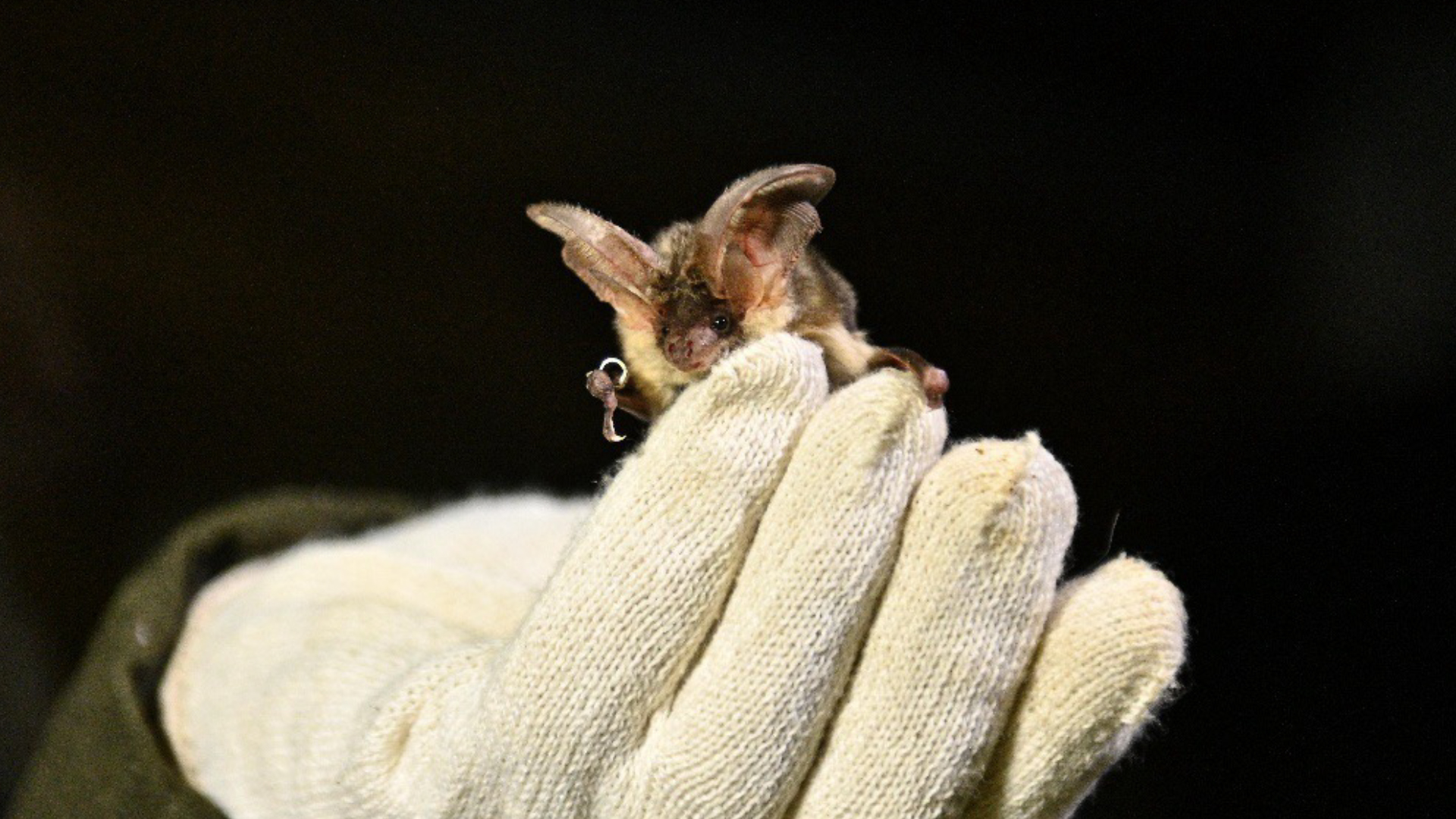 Saving Bats in Wartime